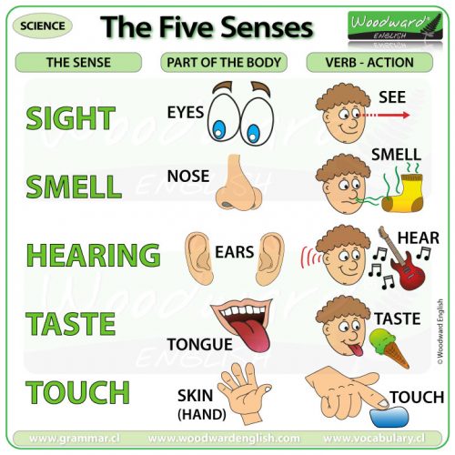 Five Senses In English Woodward English